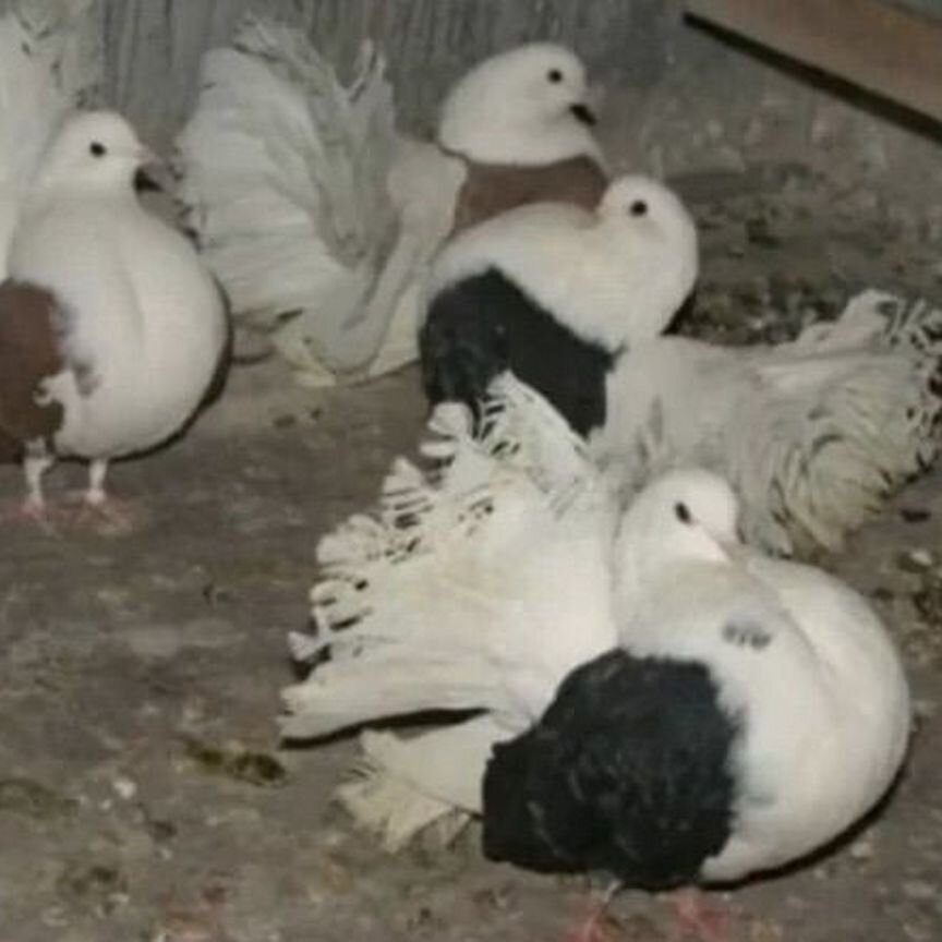Голуби павлины