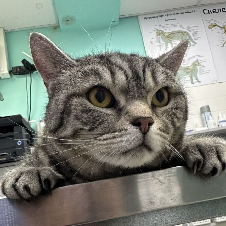 Взрослый кот в добрые руки