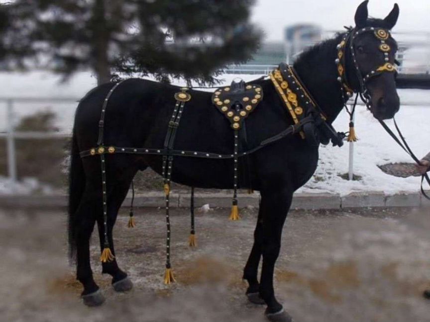 Упряжь выездная
