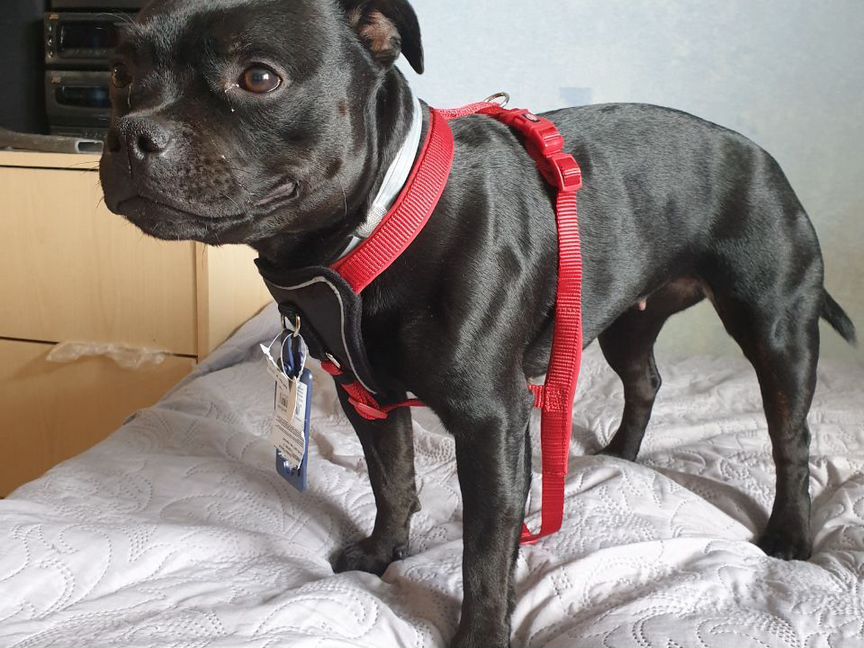 Шлейка для маленькой собаки Trixie