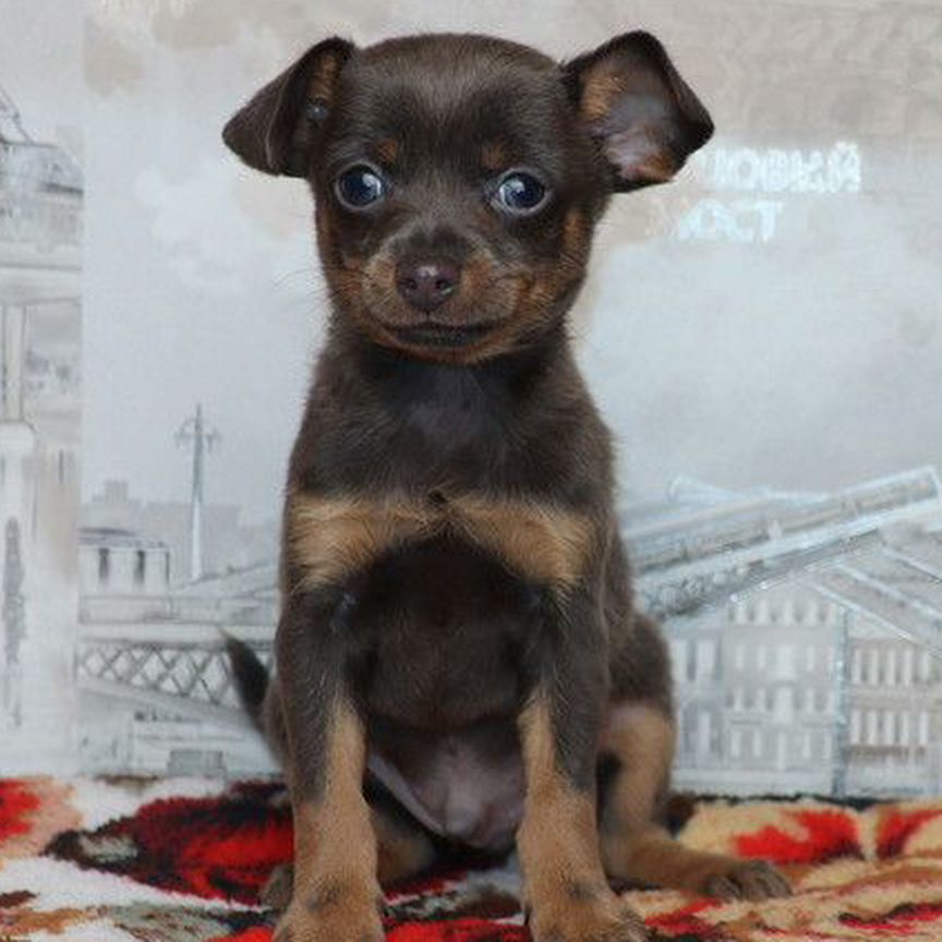 Русский той-терьер, щенок