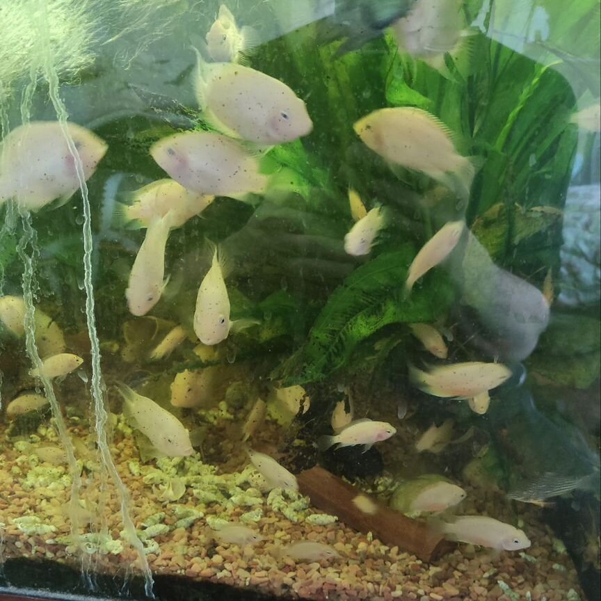 Цихлозома чернополосая дисковая альбиносная форма