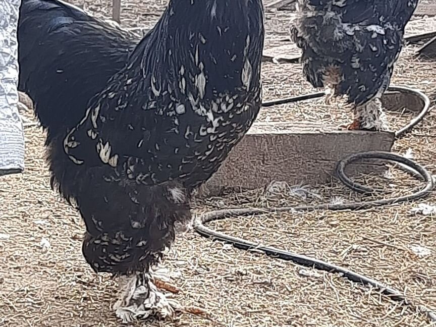 Брама виандот