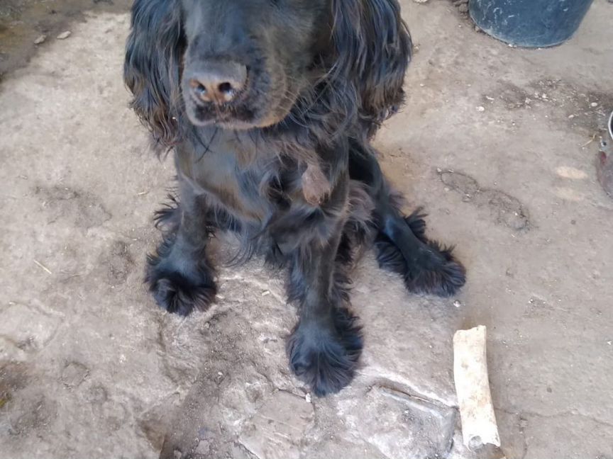 Собака в добрые руки отдам бесплатно