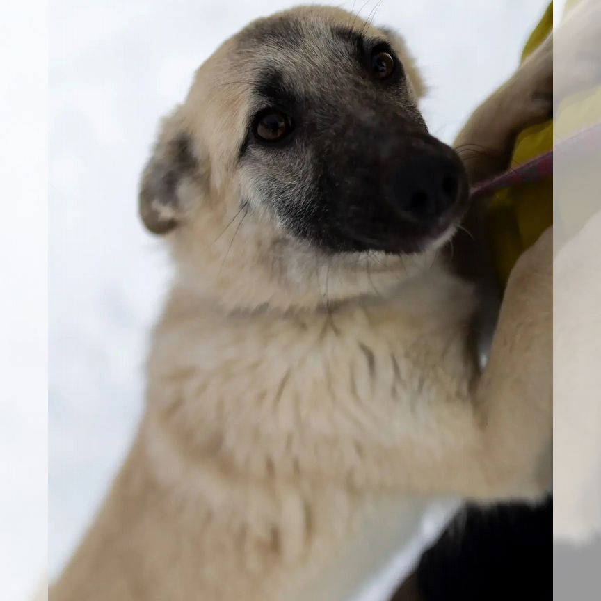 Взрослый пёс в добрые руки