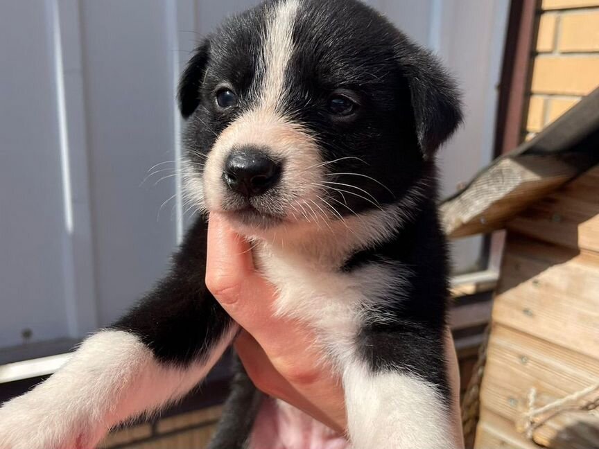 Щенки Дворяне в 5 поколении