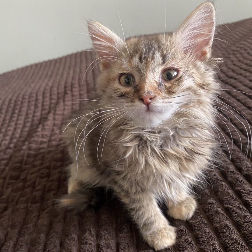 Котёнок в добрые руки