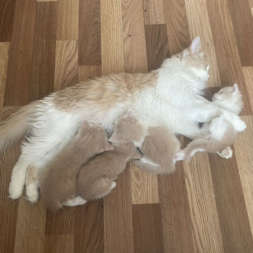 Сибирские котята бесплатно
