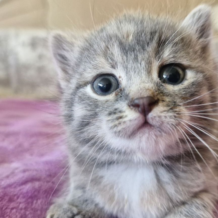 Котята, девочки 1.5 месяца