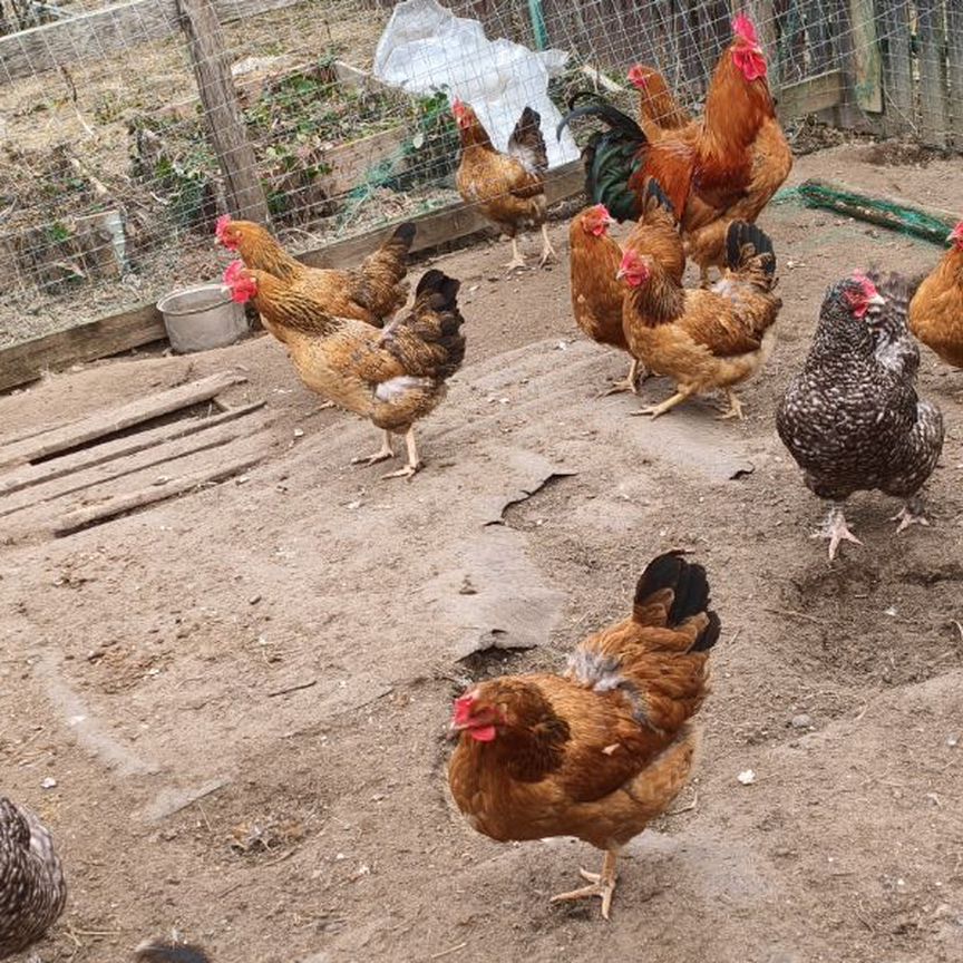 Кучинкие Юбилейные