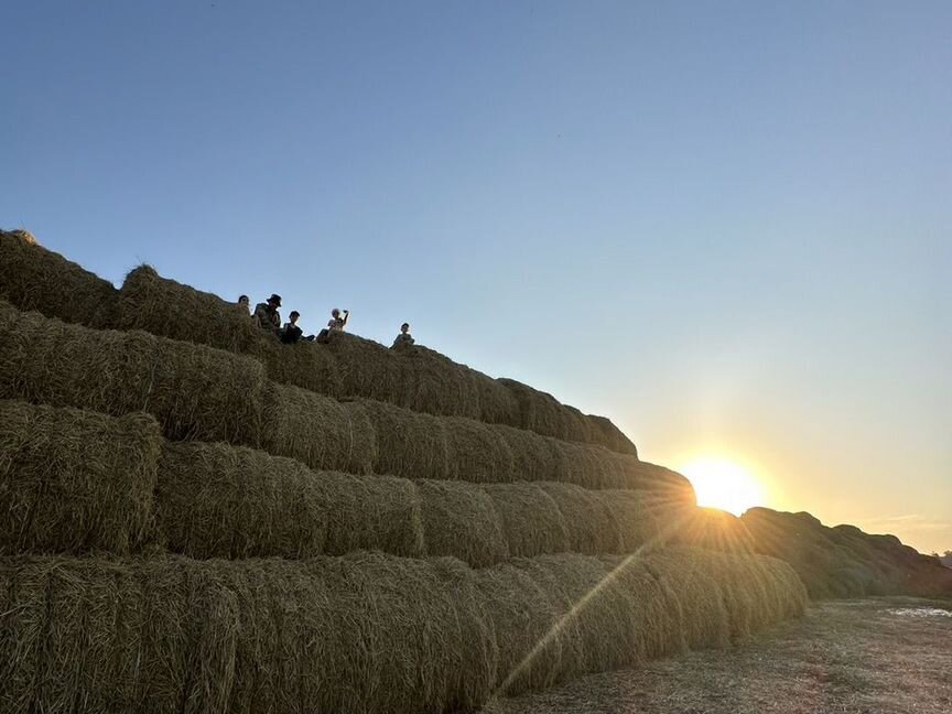 Продаеться солома