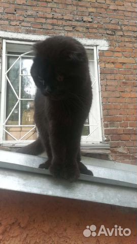 Нашла кошечку