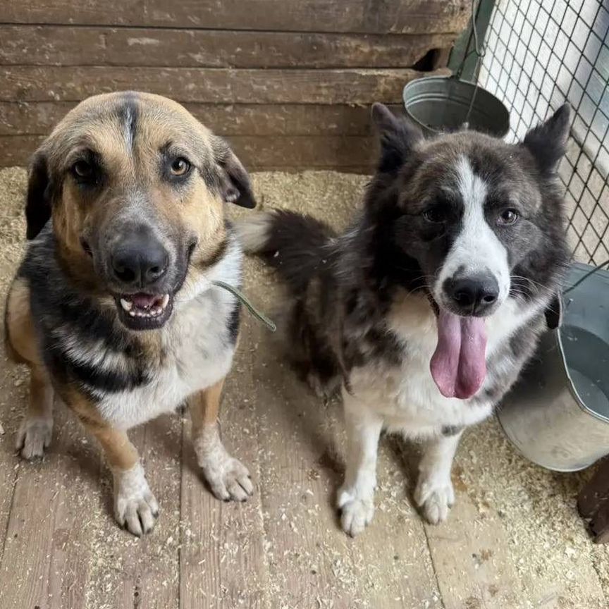 Взрослый пёс в добрые руки