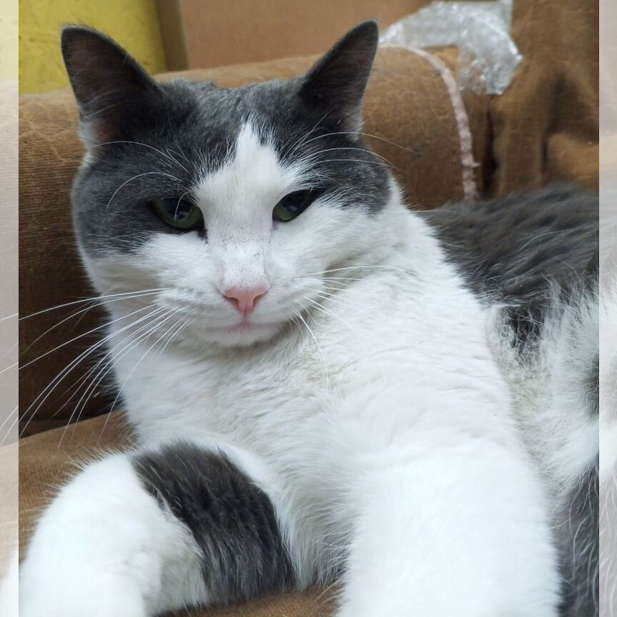 Взрослый кот в добрые руки