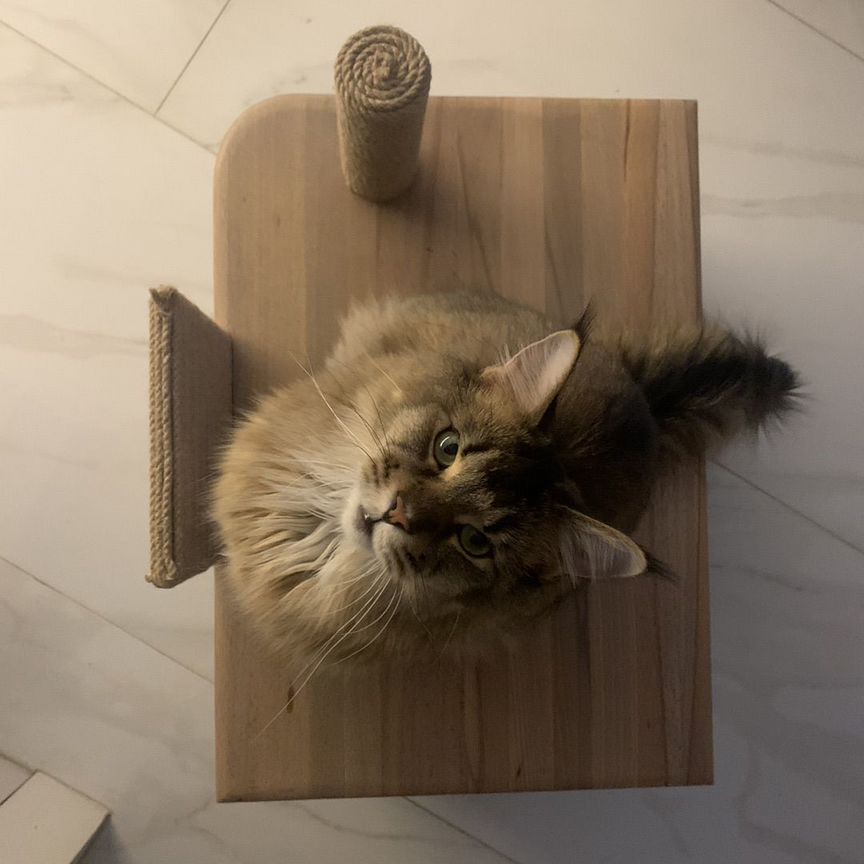 Котята мэйн кун в добрые руки