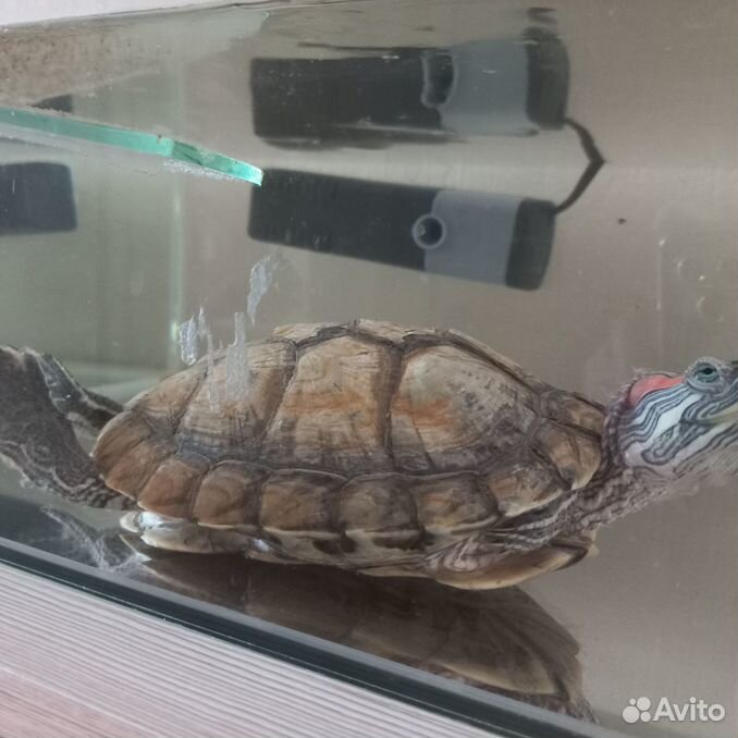 Черепаха водная