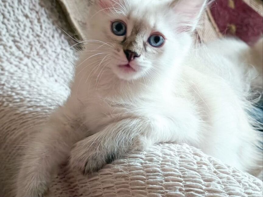 Котейка невская маскарадная