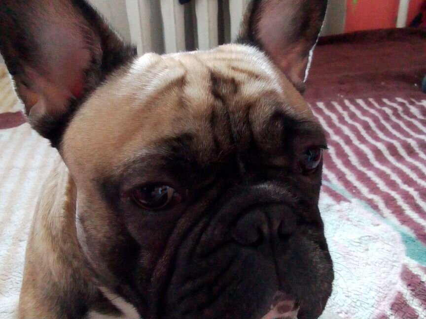 Французский бульдог кабель вязка
