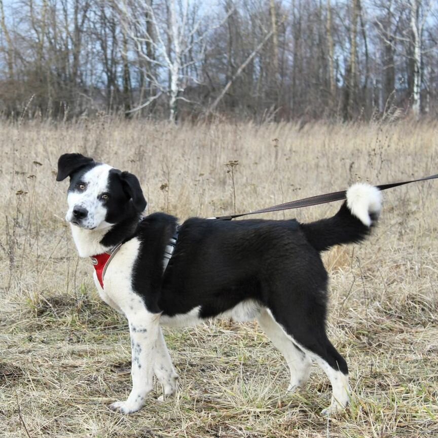 Собака в добрые руки отдам бесплатно