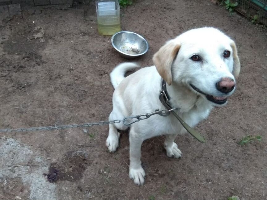 Лабрадор- Бэлла