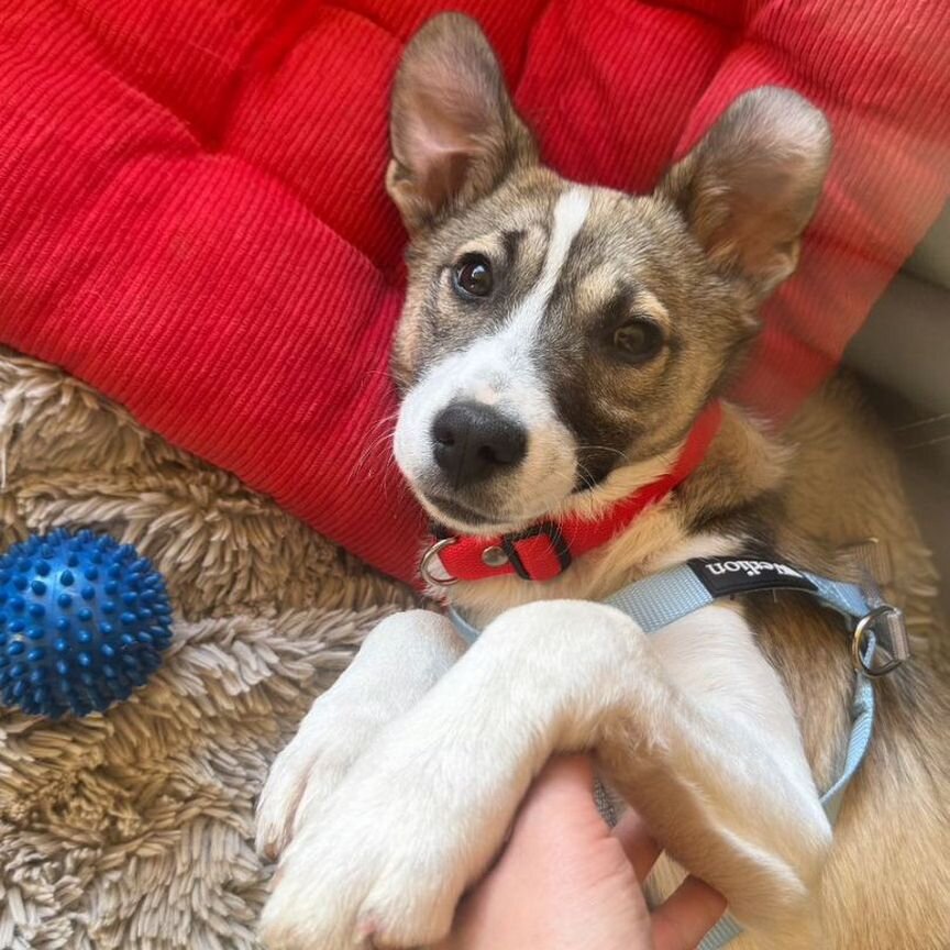 Щенок в добрые руки