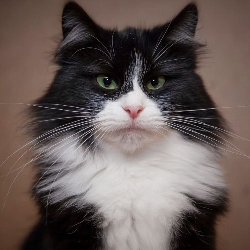 Взрослая кошка в добрые руки