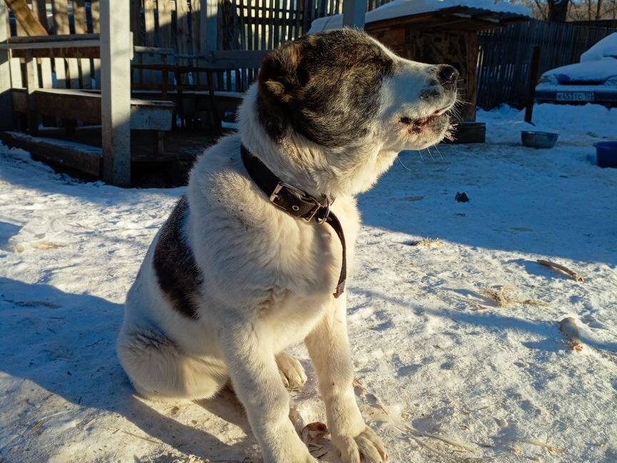 Продажа щенков