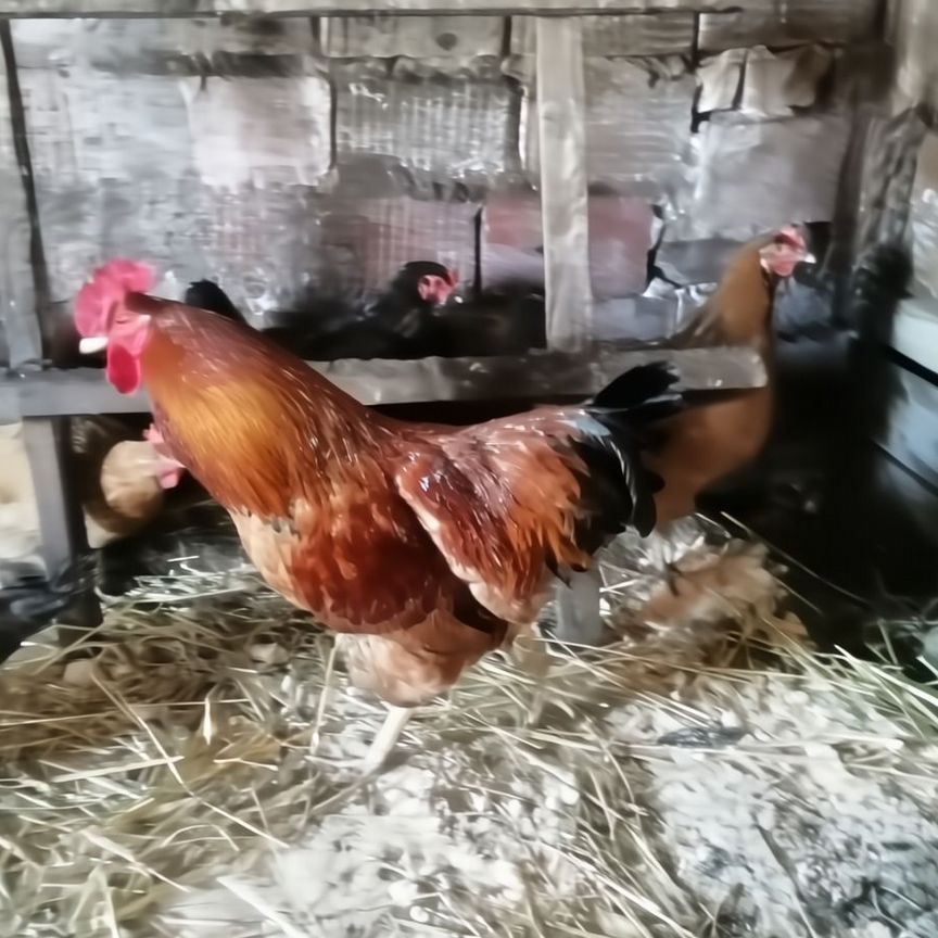 Петух кучинский юбилейный