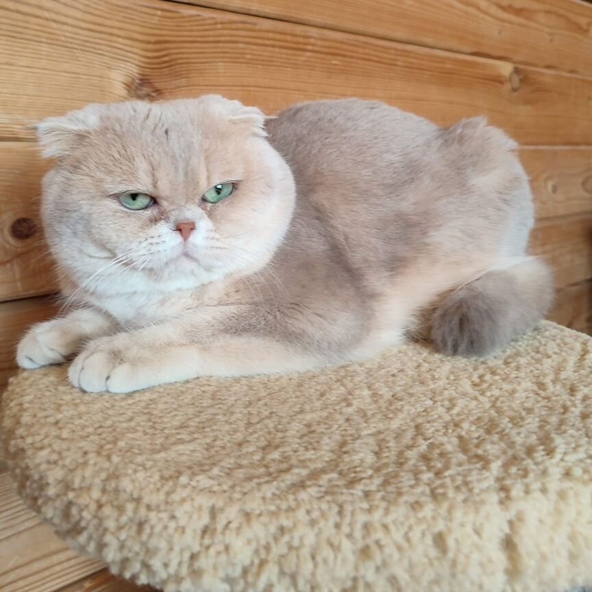 Мартовский кот