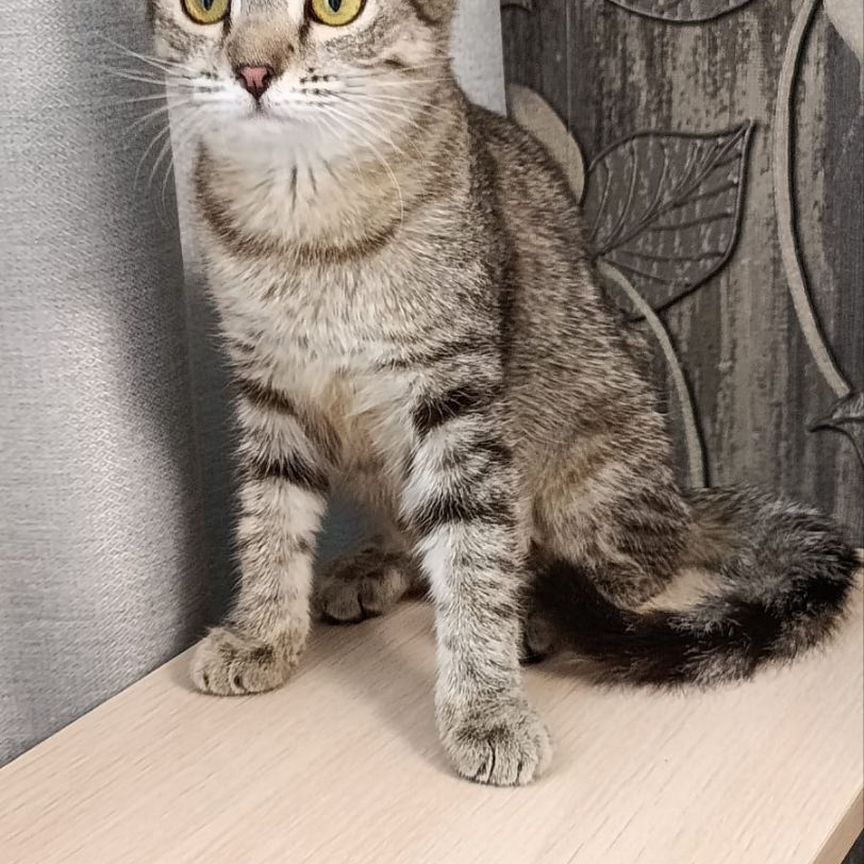 Котенок-подросток в добрые руки