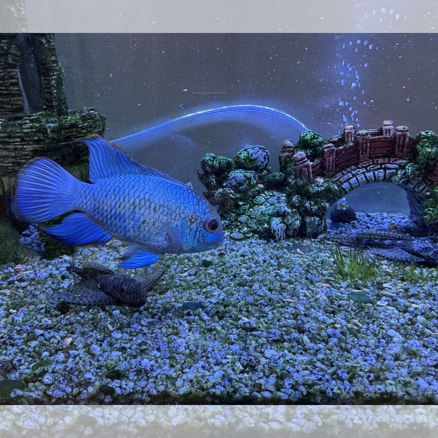 Наннакара блю неон мальчик и девочка