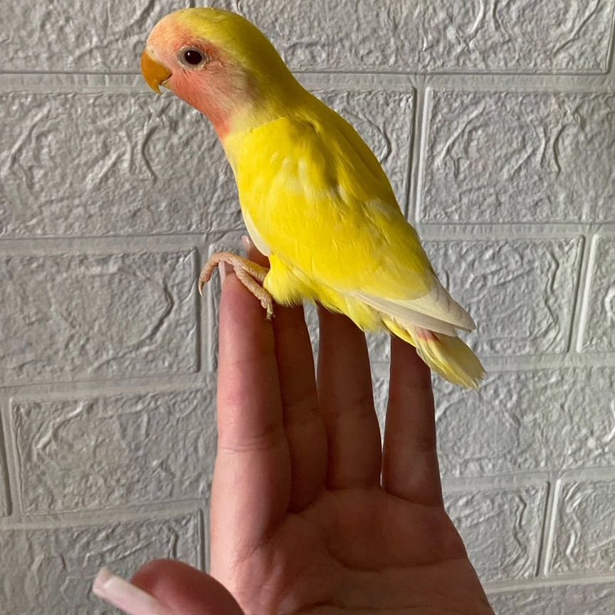 Попугай неразлучники розовощекие