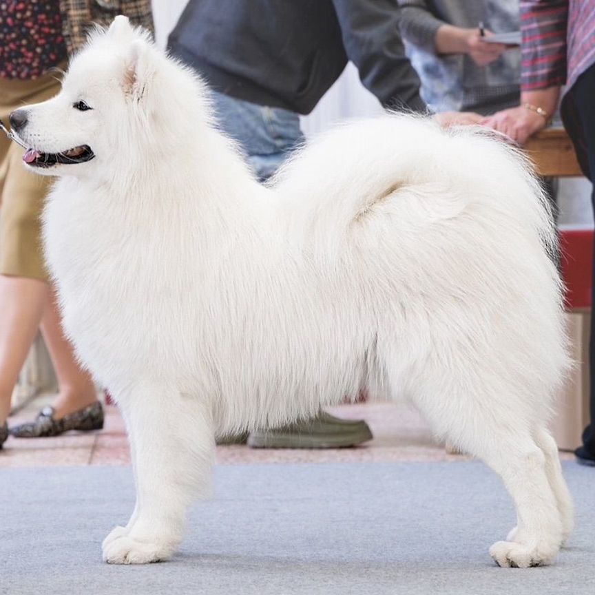 Самоедская собака, взрослый