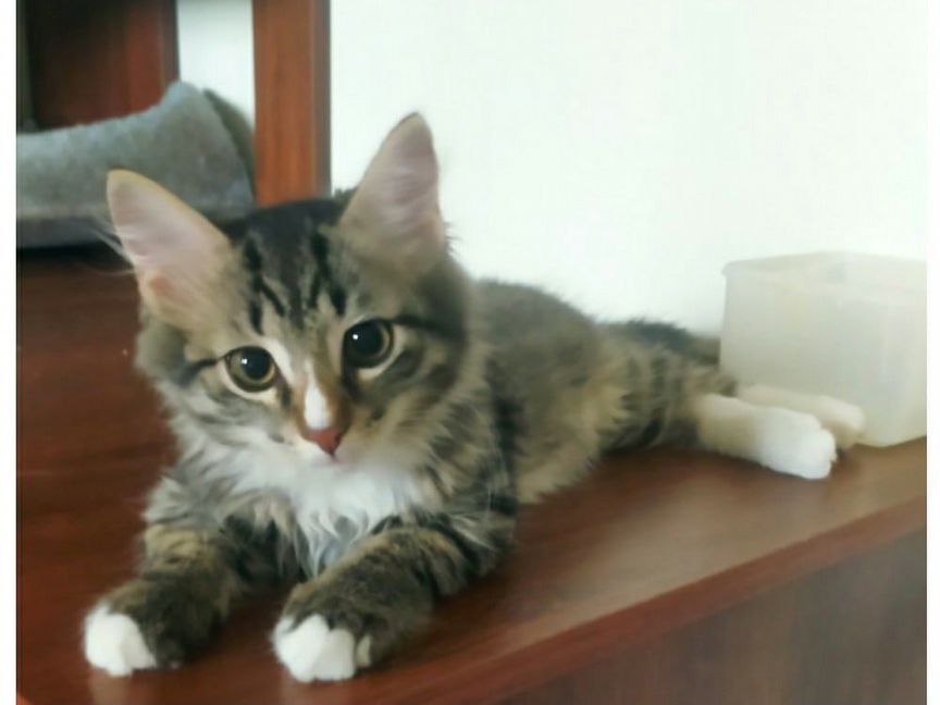 Отдам котенка Нафаню