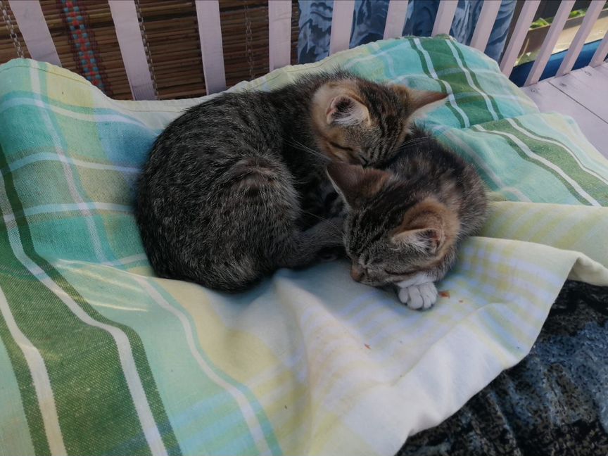 Котята в добрые руки