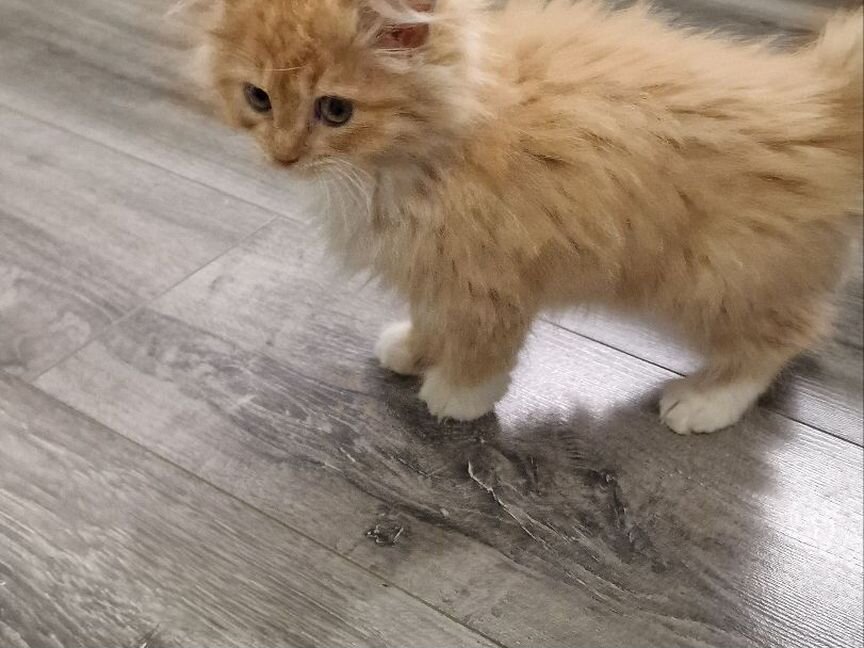 Котёнок