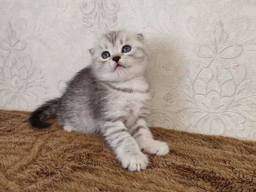 Шотландский котенок серебристый мрамор