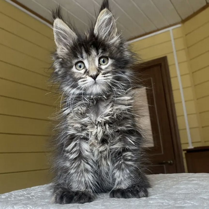 Мейн-кун котёнок
