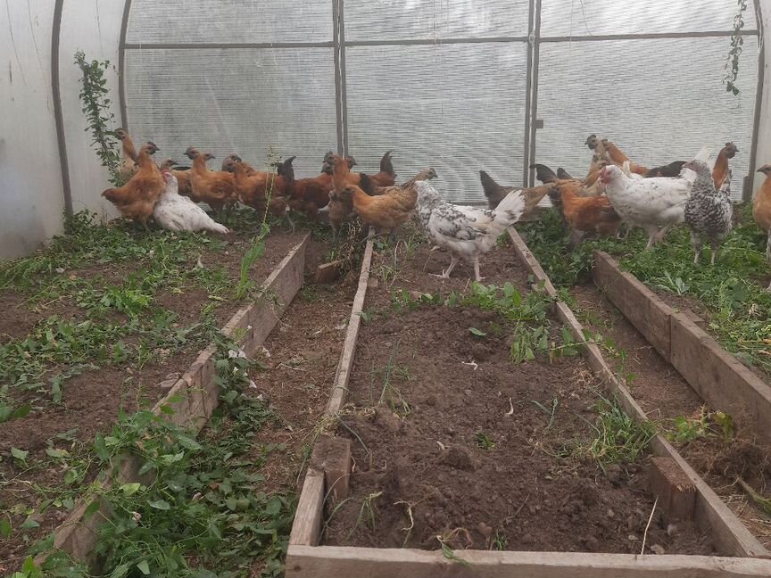 Петухи лакеданзи