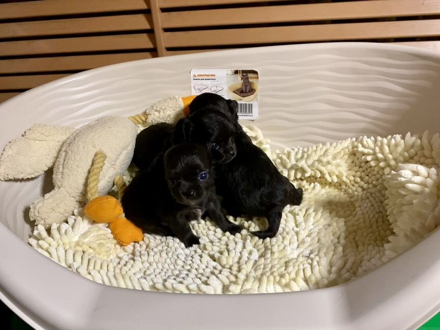 Продаюся щенки чихуахуа