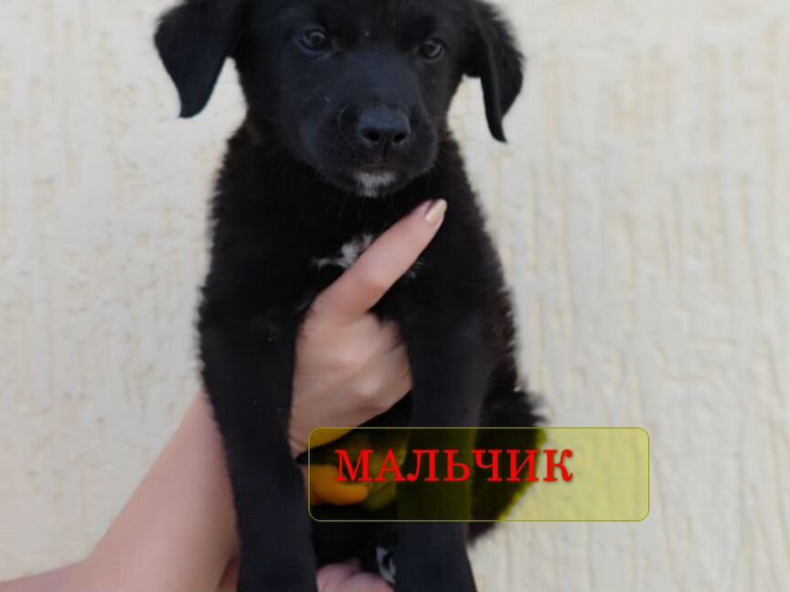 Щенки (помесь) золотистого ретривера