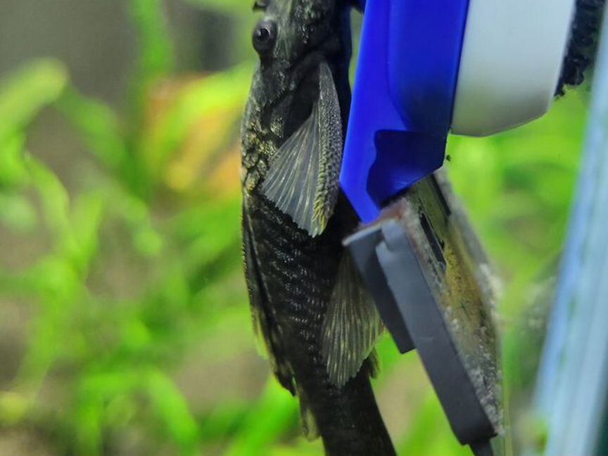 Меченосцы и самец анцитруса