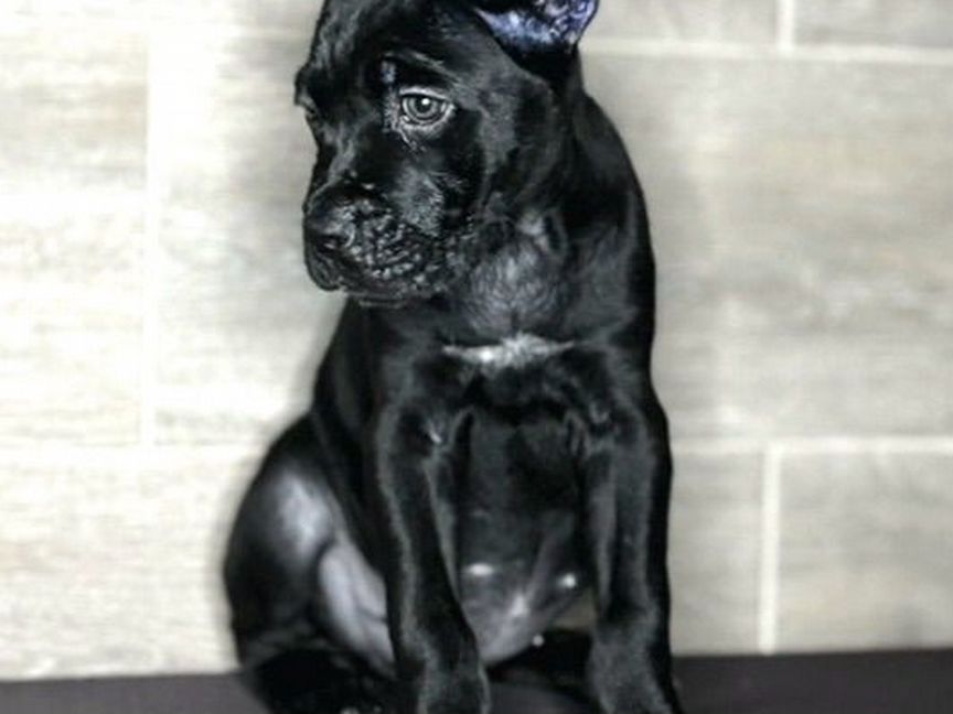 Детки Кане Корсо