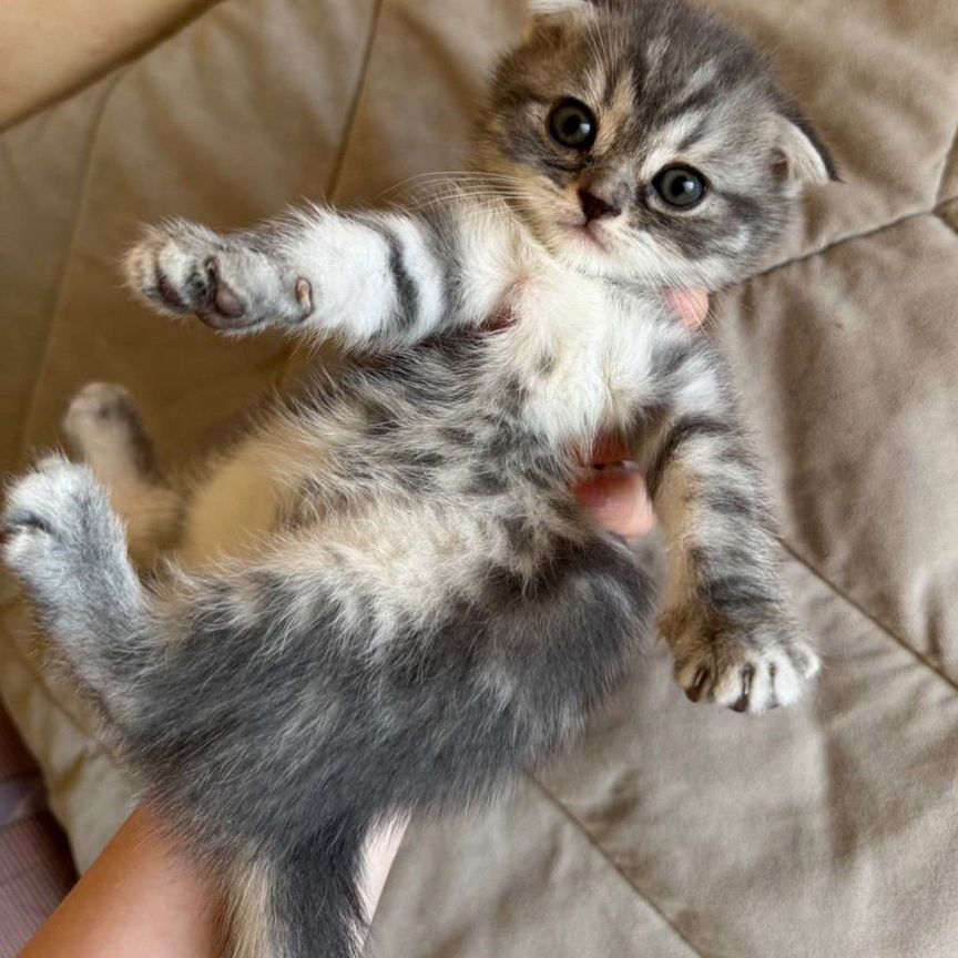 Шотландская вислоухая кошка
