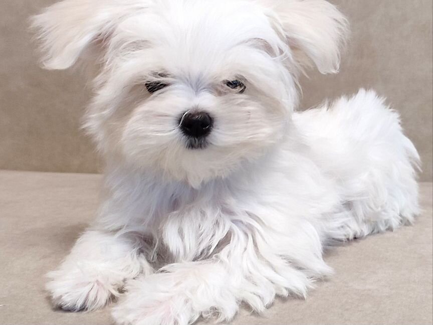 Мальтезе,мини щенок мальтийской болонки