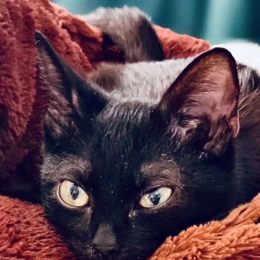 Котенок в дар бесплатно