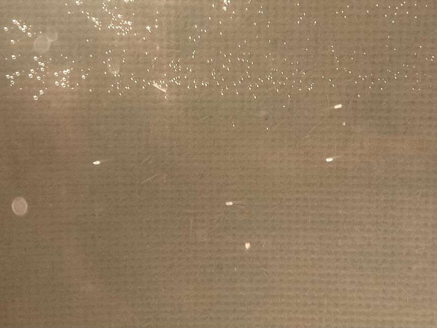 Малёк Псевдомугил Паскай(red neon/красный неон)