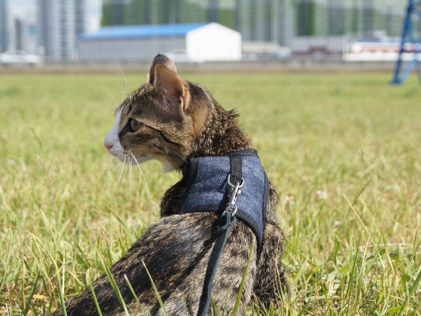 Шлейка, поводок, джинсовка