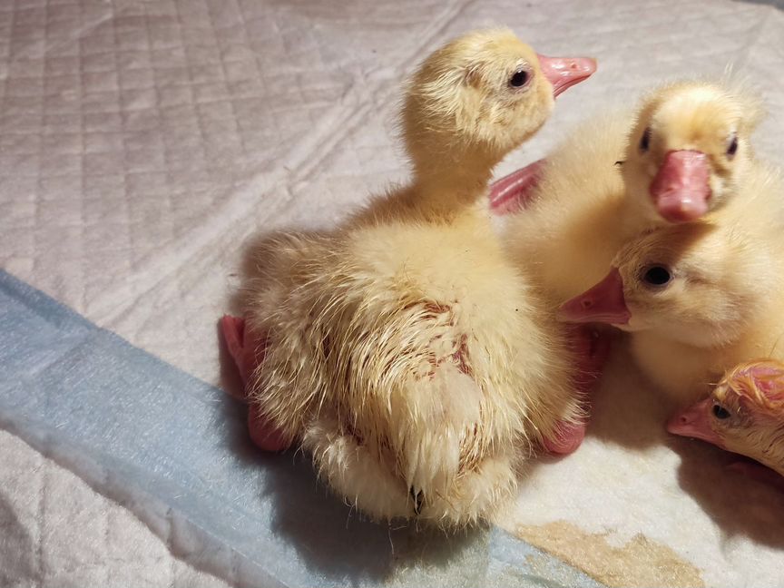 Гусята Линда