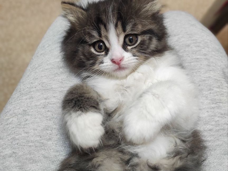 Котенок (мальчик) бесплатно